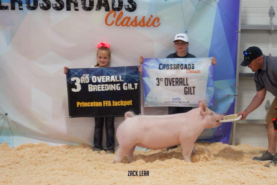 Show Pig Feed & Supplements – Show-Rite