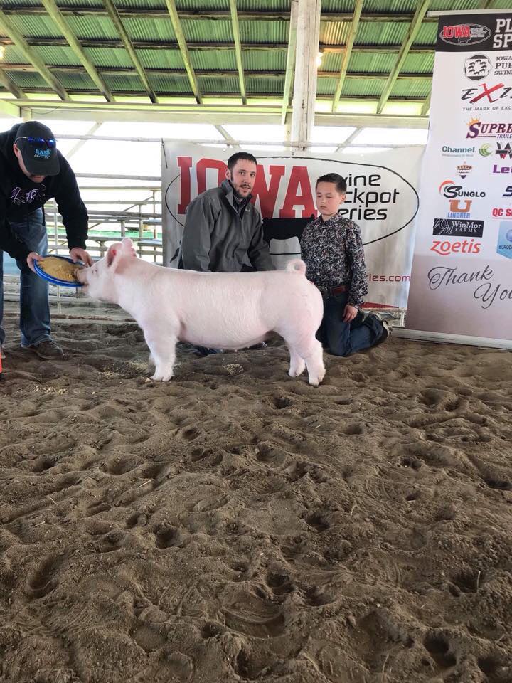 Show Cattle Feed & Supplements – Show-Rite