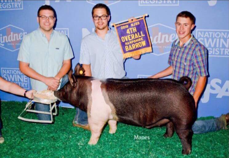 Show Pig Feed & Supplements – Show-Rite