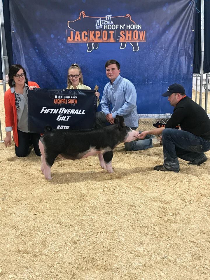 Show Cattle Feed & Supplements – Show-Rite