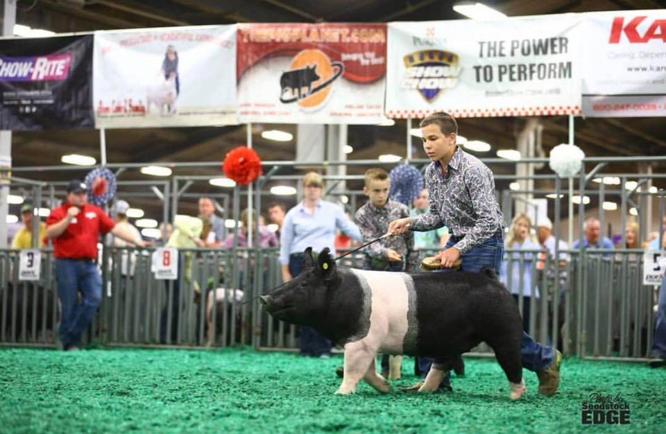 Show Cattle Feed & Supplements – Show-Rite