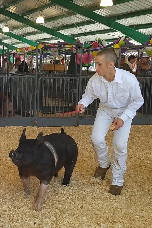 Show Pig Feed & Supplements – Show-Rite