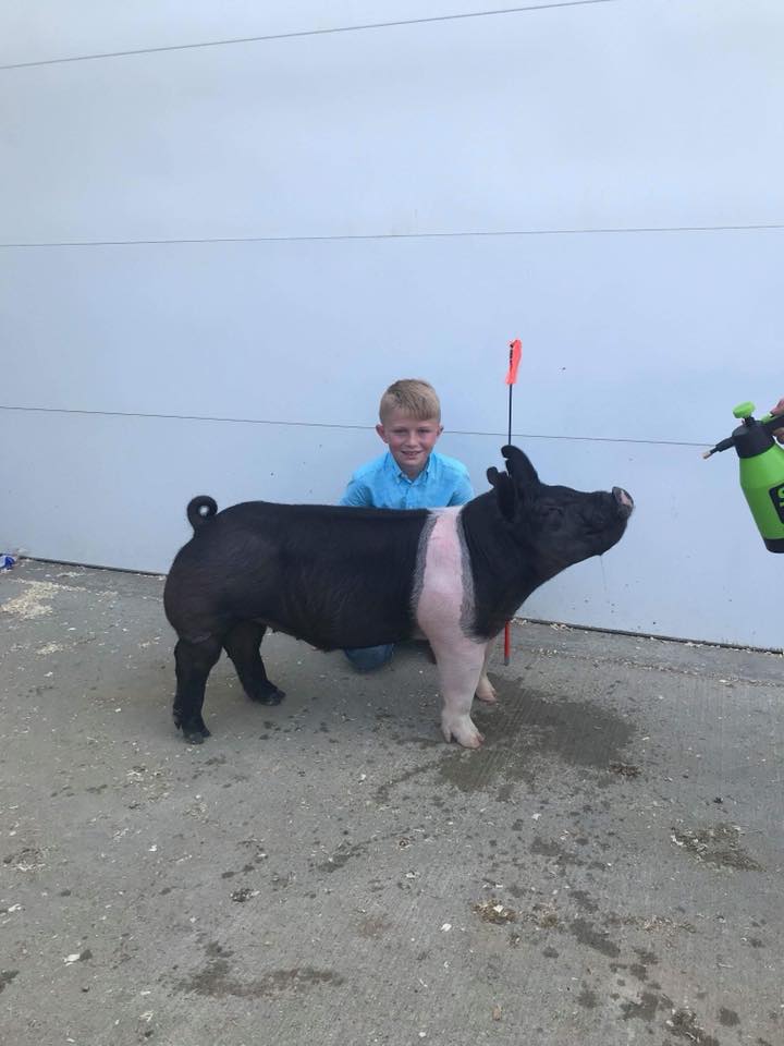 Show Pig Feed & Supplements – Show-Rite