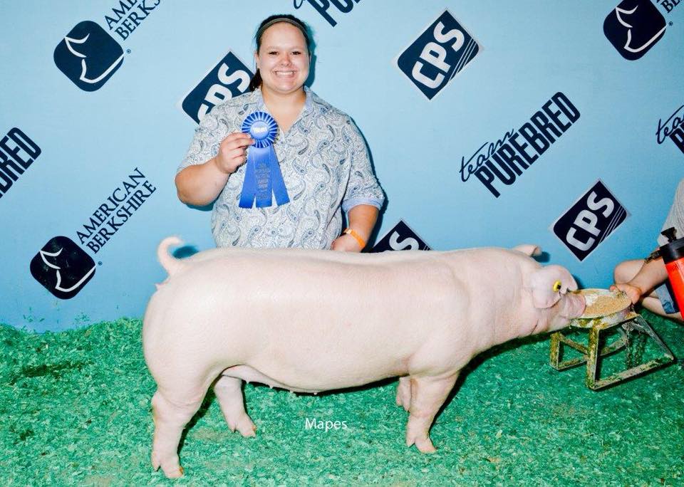 Show Cattle Feed & Supplements – Show-Rite