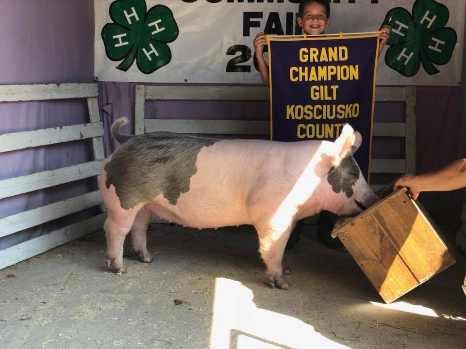 Show Cattle Feed & Supplements – Show-Rite