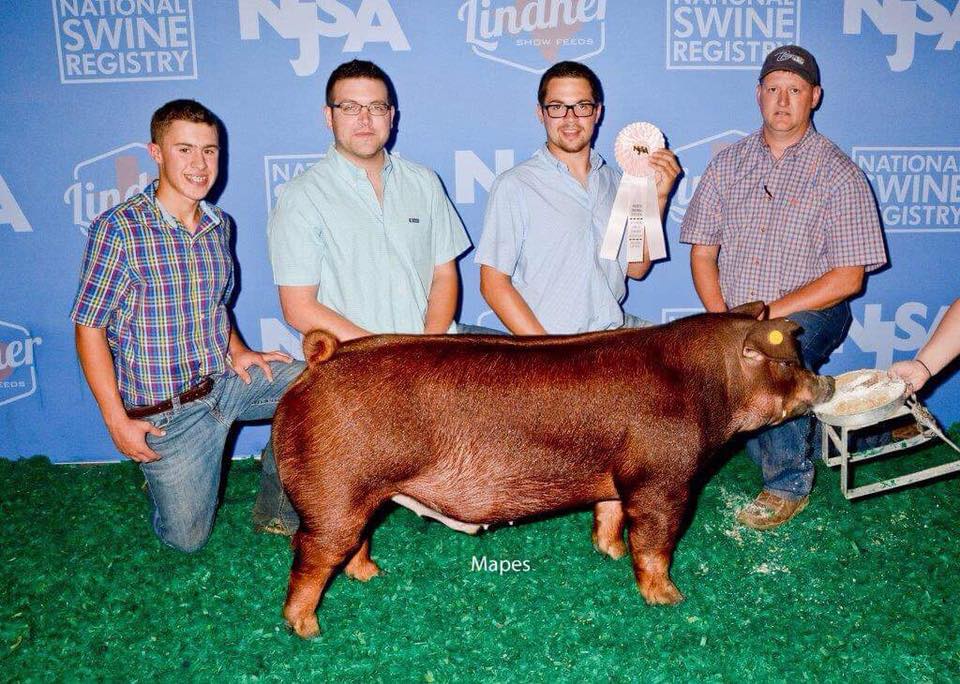 Show Pig Feed & Supplements – Show-Rite