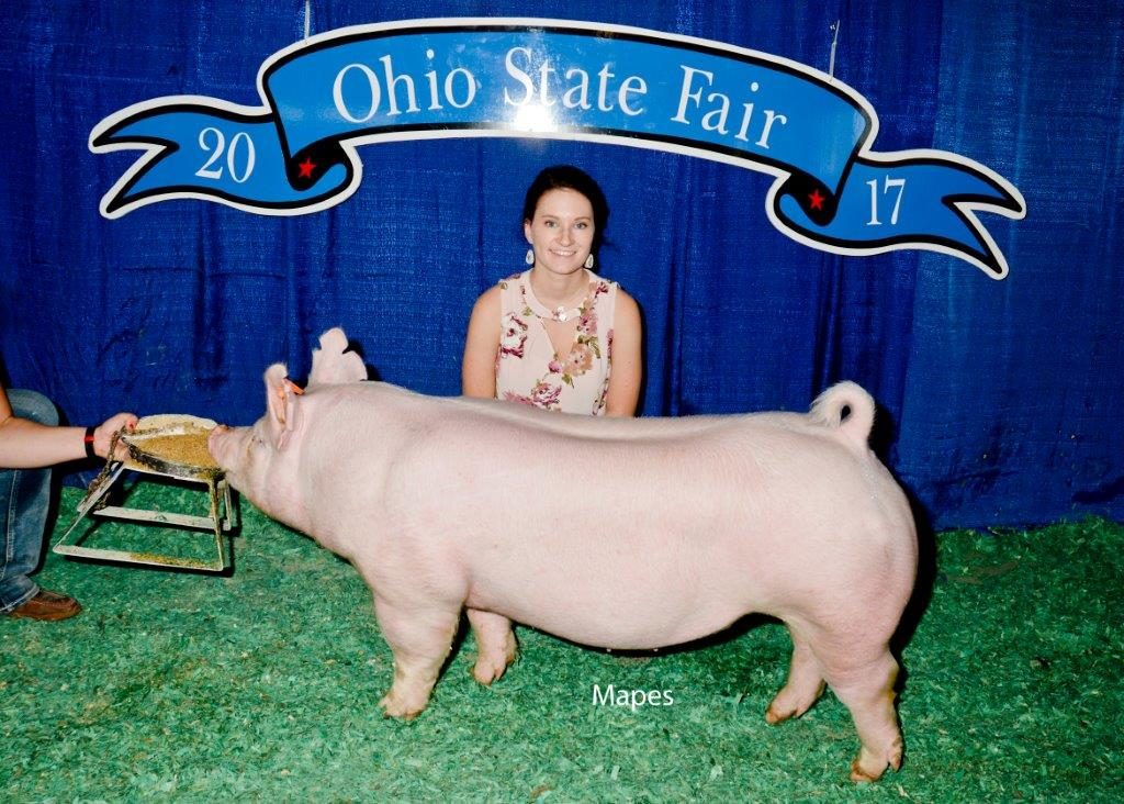 Show Cattle Feed & Supplements – Show-Rite