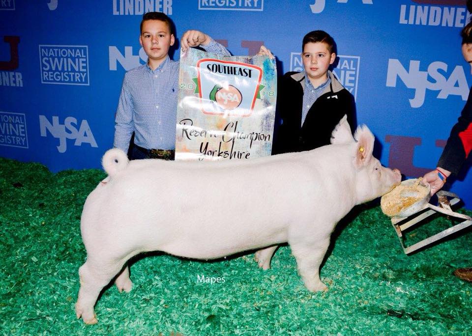 Show Cattle Feed & Supplements – Show-Rite