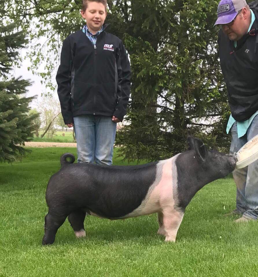 Show Pig Feed & Supplements – Show-Rite