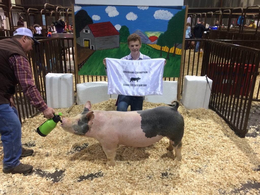 Show Cattle Feed & Supplements – Show-Rite