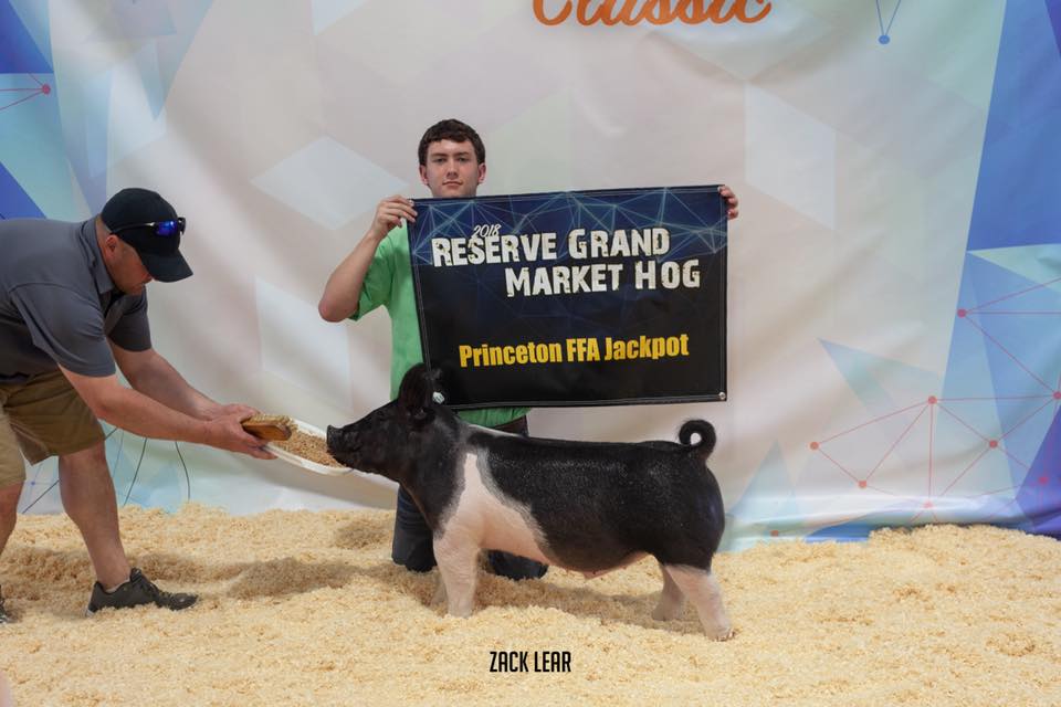 Show Cattle Feed & Supplements – Show-Rite