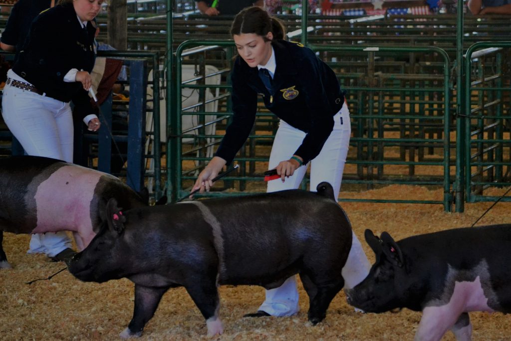 Show Cattle Feed & Supplements – Show-Rite