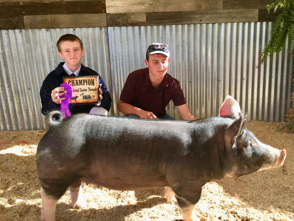 Show Cattle Feed & Supplements – Show-Rite