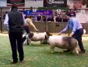 Show Pig Feed & Supplements – Show-Rite