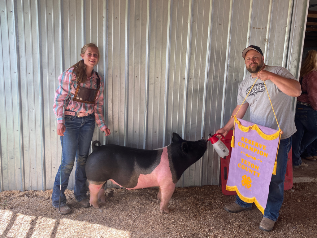 Show Cattle Feed & Supplements – Show-Rite