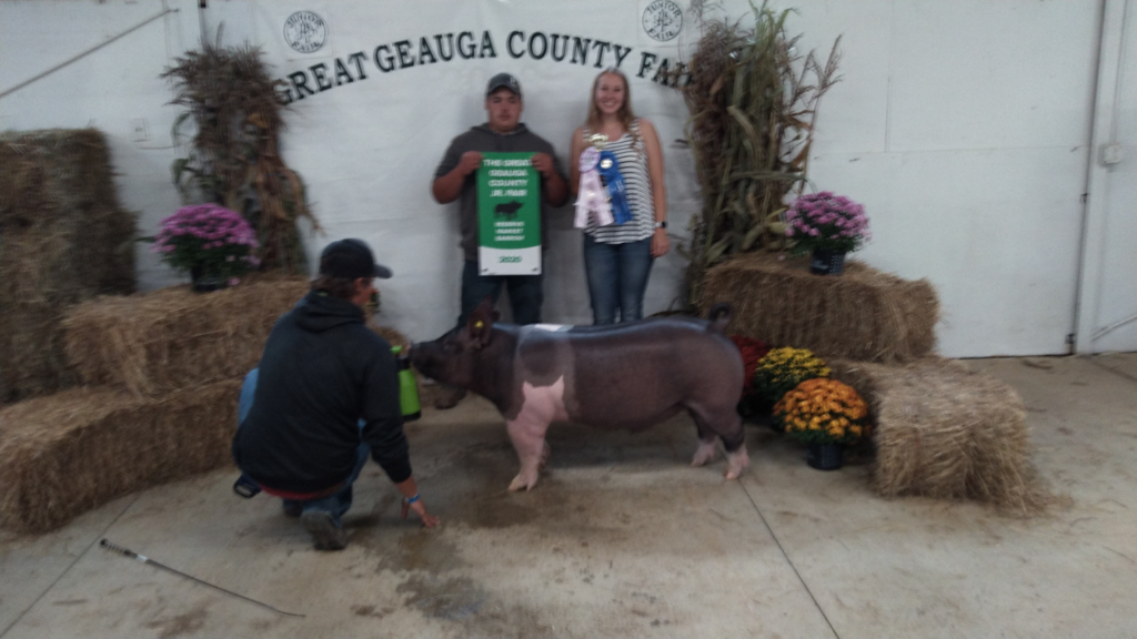 Show Cattle Feed & Supplements – Show-Rite