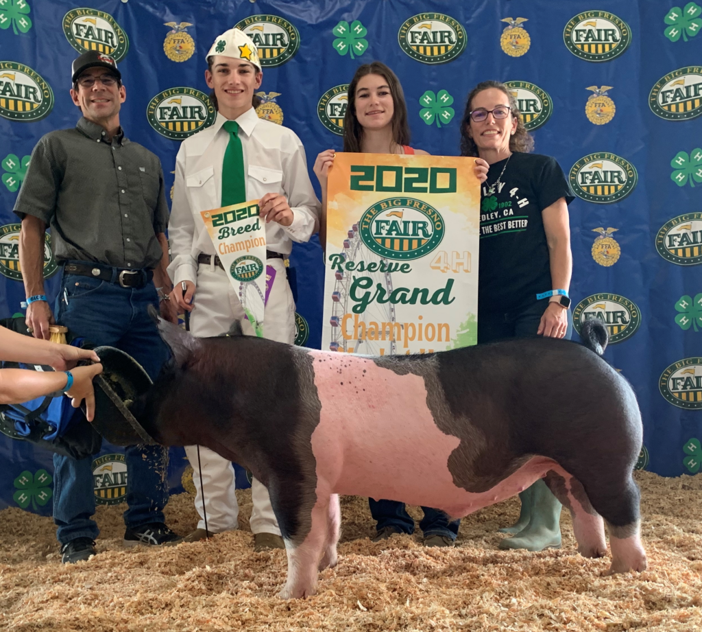 Show Cattle Feed & Supplements – Show-Rite