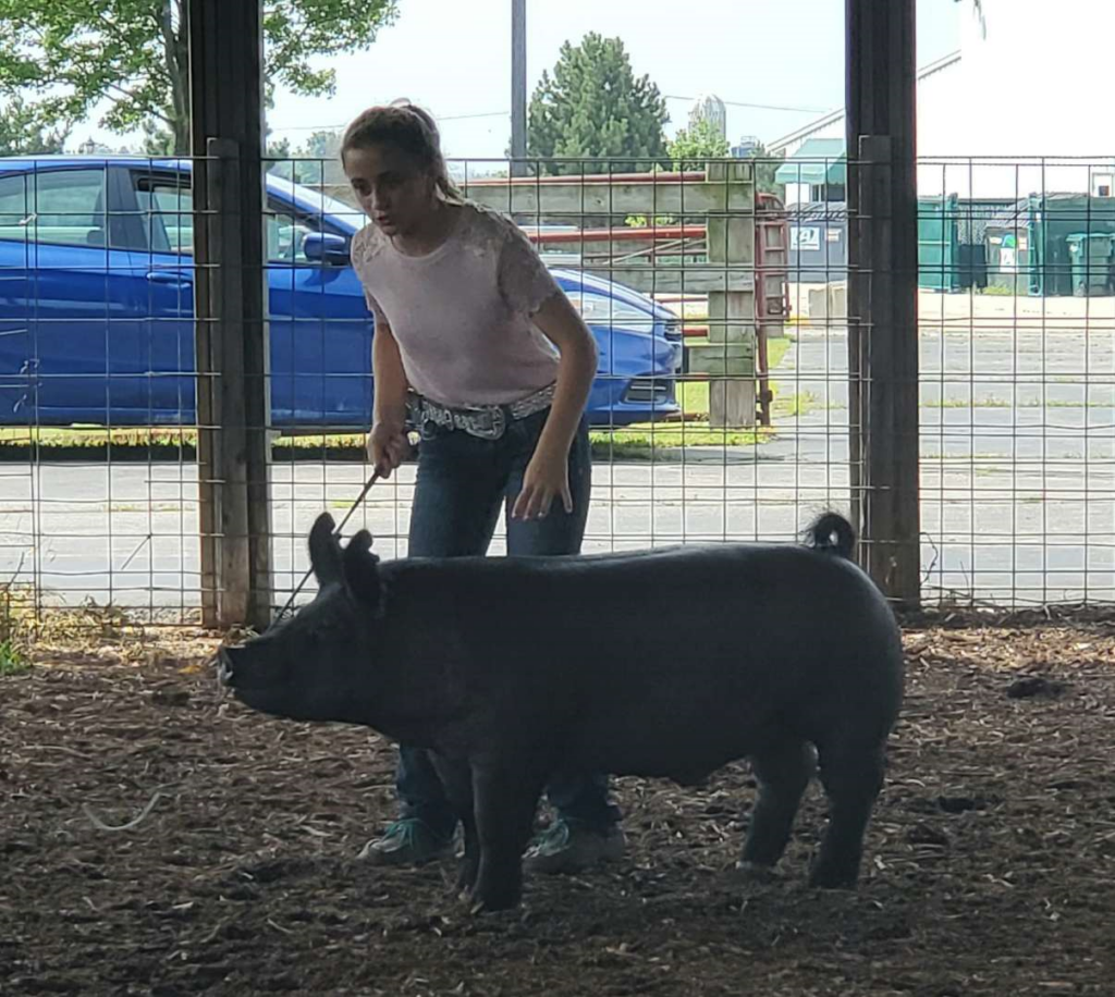 Show Cattle Feed & Supplements – Show-Rite