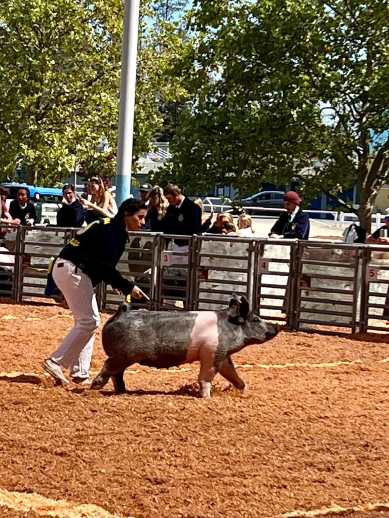 Show Goat Feed & Supplements – Show-Rite